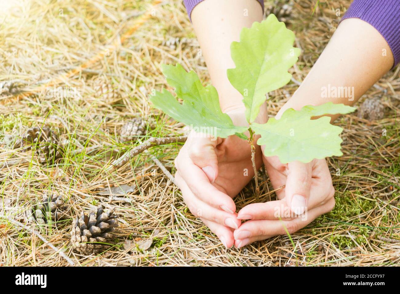 Oak sapling in hands. The leaves of rays of sunlight Stock Photo - Alamy