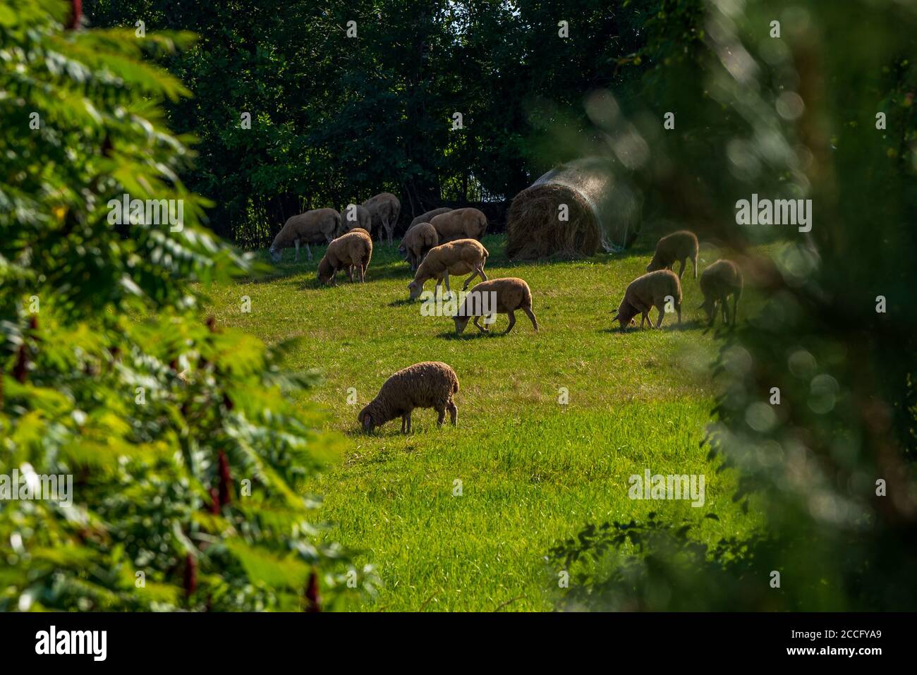 Happy sheep in the grass hi-res stock photography and images - Alamy