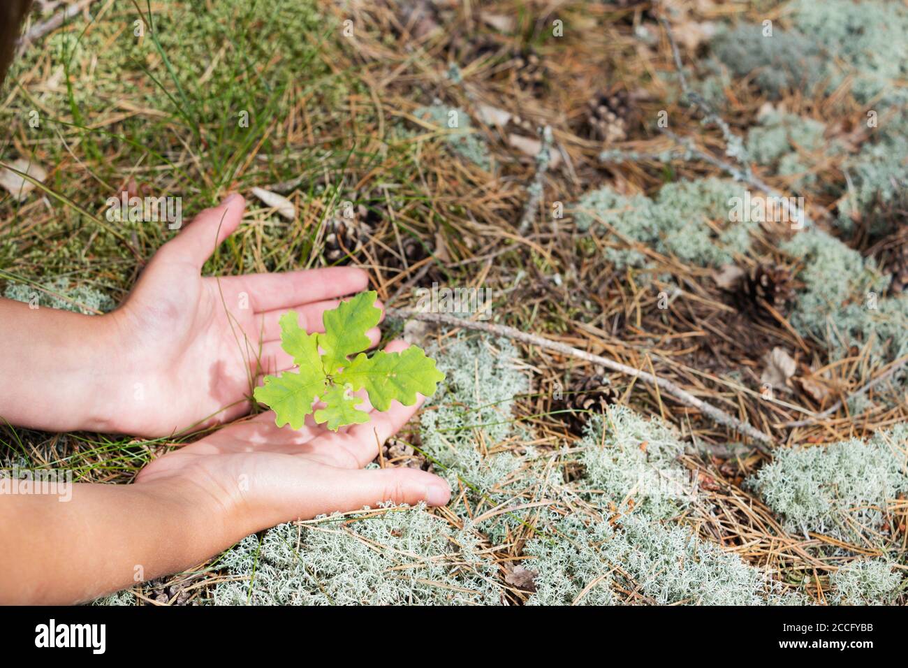 Baby oak tree hi-res stock photography and images - Alamy