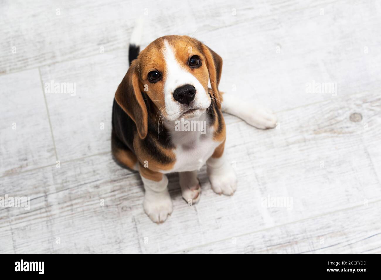 little cute tricolor Beagle puppy, sad look Stock Photo - Alamy