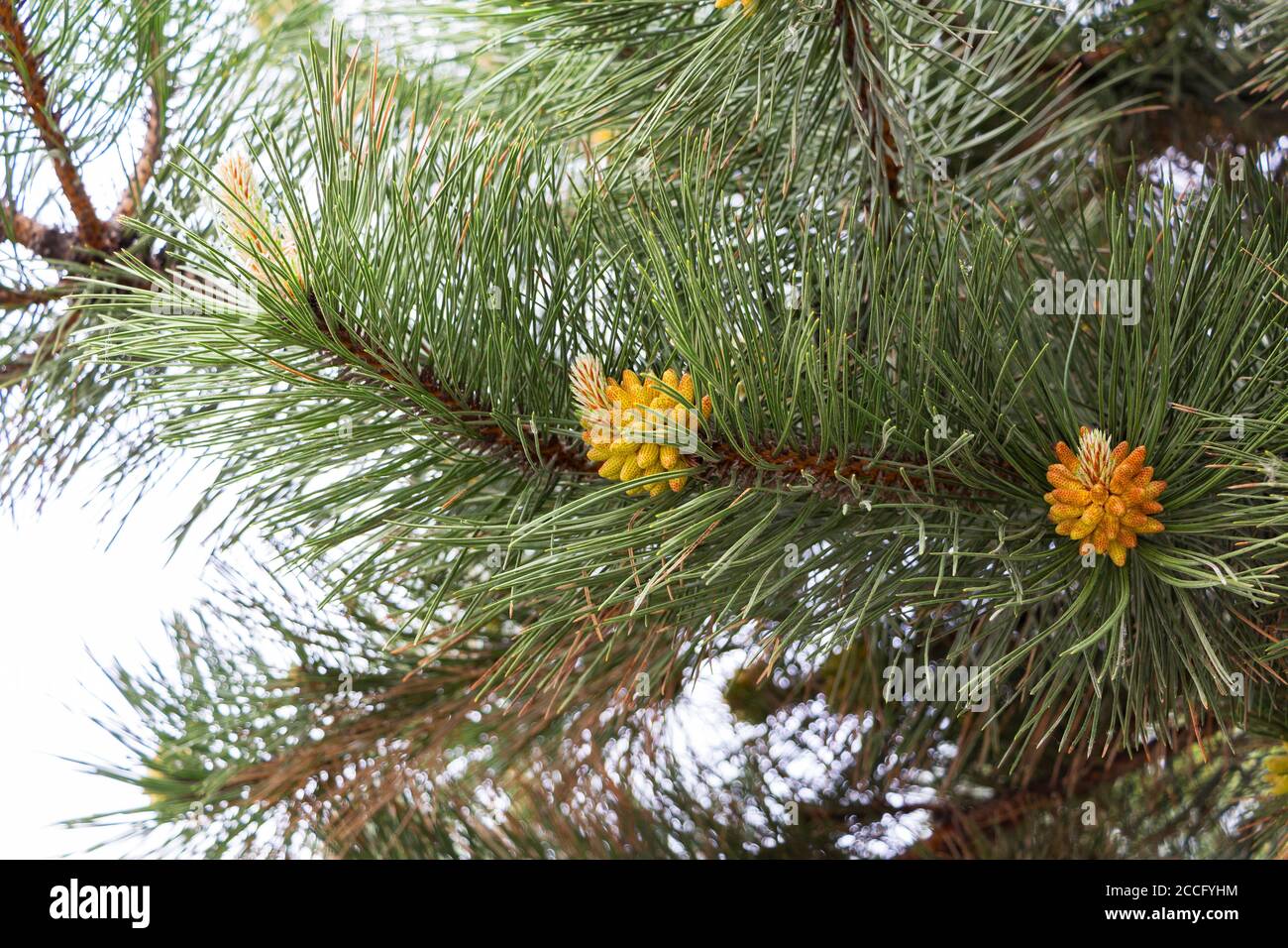 Pine branches with yellow pollen, pine blossom Stock Photo - Alamy
