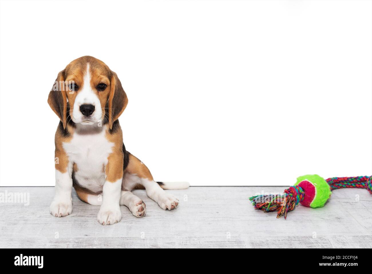 little cute tricolor Beagle puppy, sad look,white isolated background ...