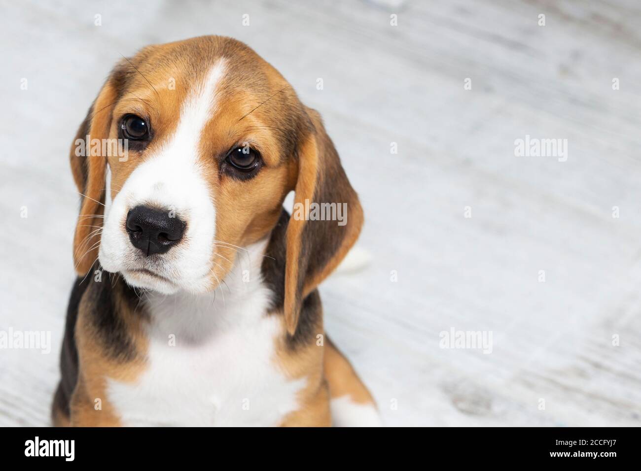 little cute tricolor Beagle puppy, sad look Stock Photo - Alamy