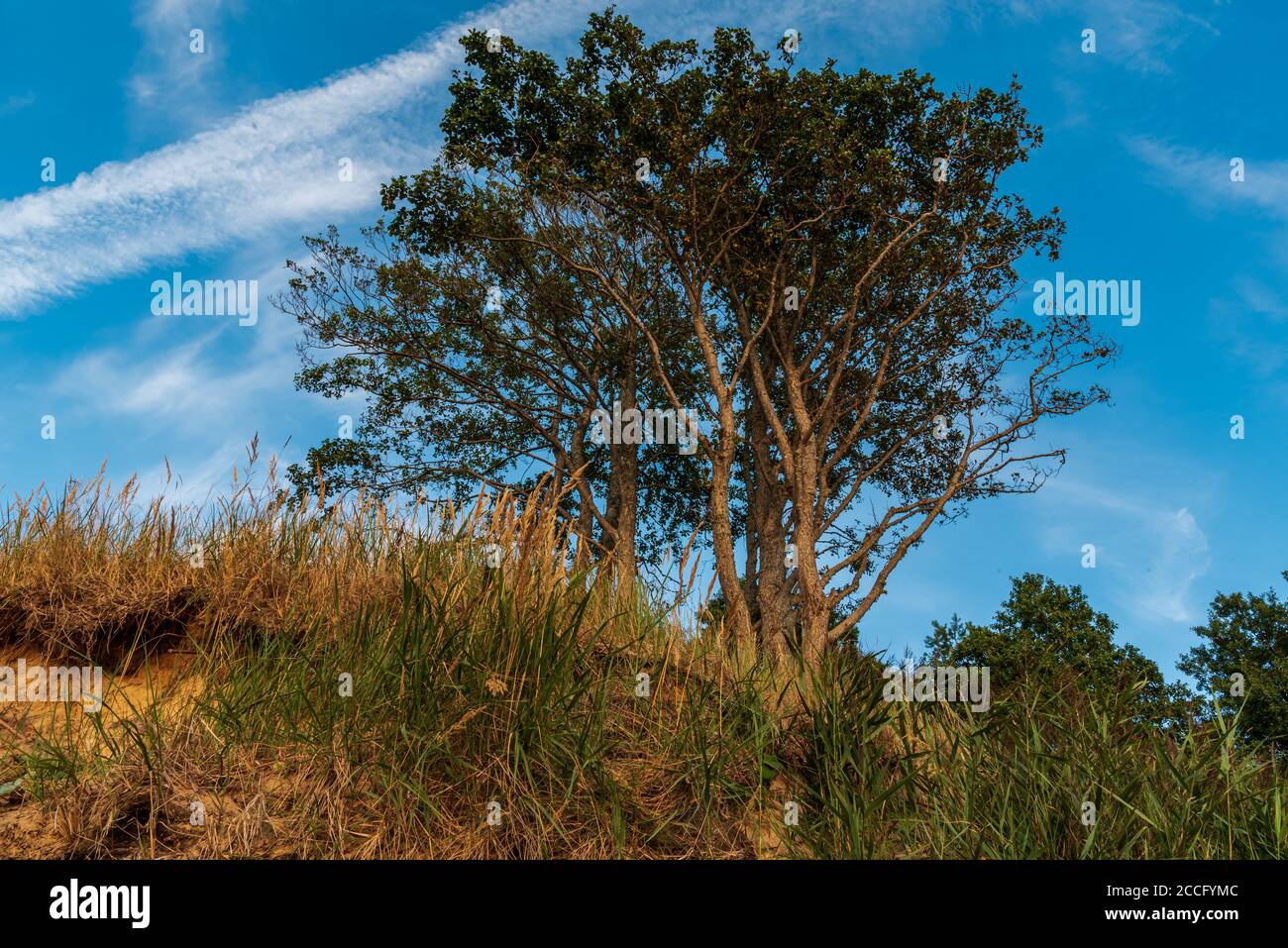 Summer camp logo hi-res stock photography and images - Alamy