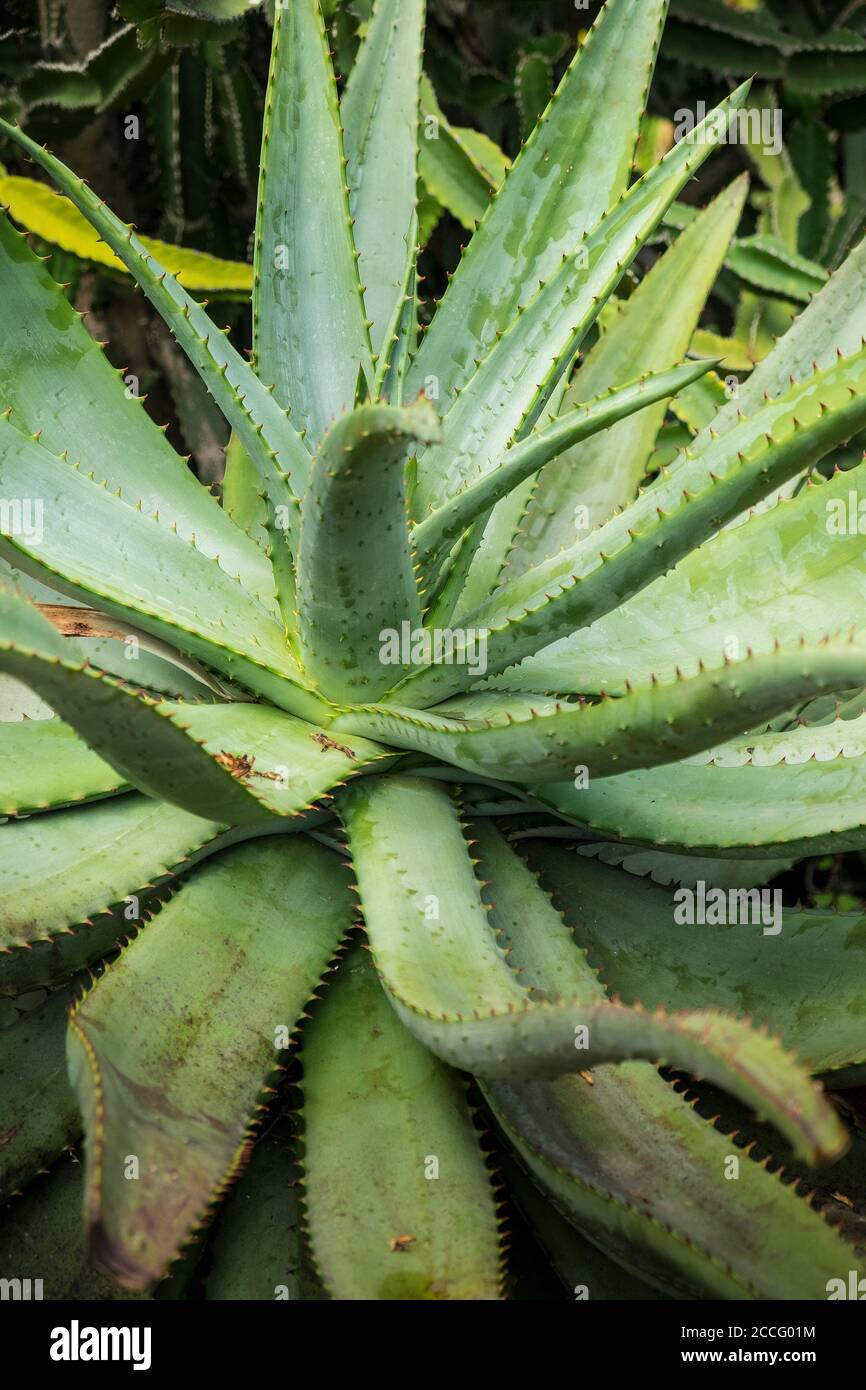 Aloe ferox hi-res stock photography and images - Alamy