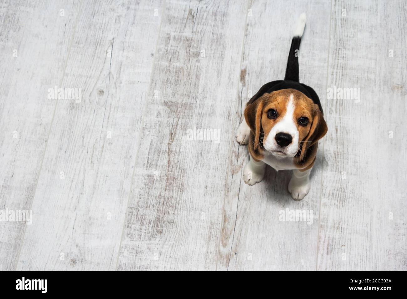 little cute tricolor Beagle puppy, sad look Stock Photo - Alamy