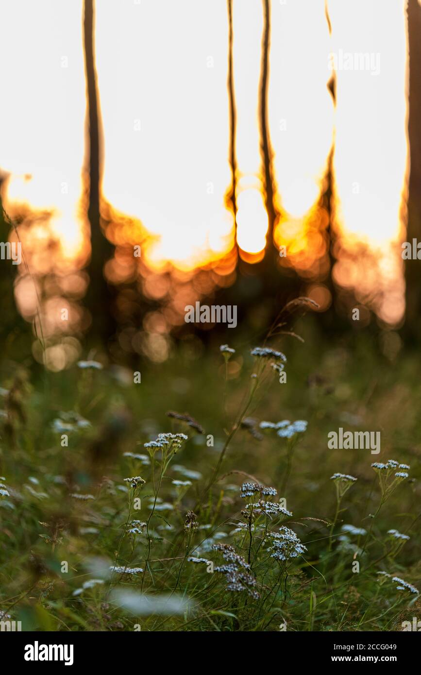 small white meadow flowers at sunset with a blurry background and ...