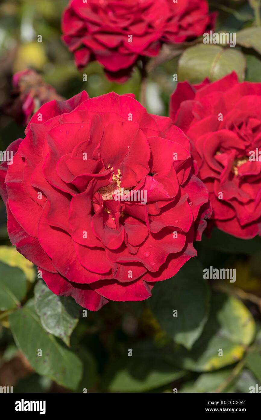 The Royal William rose Rosa ‘KORzaun’ Stock Photo - Alamy