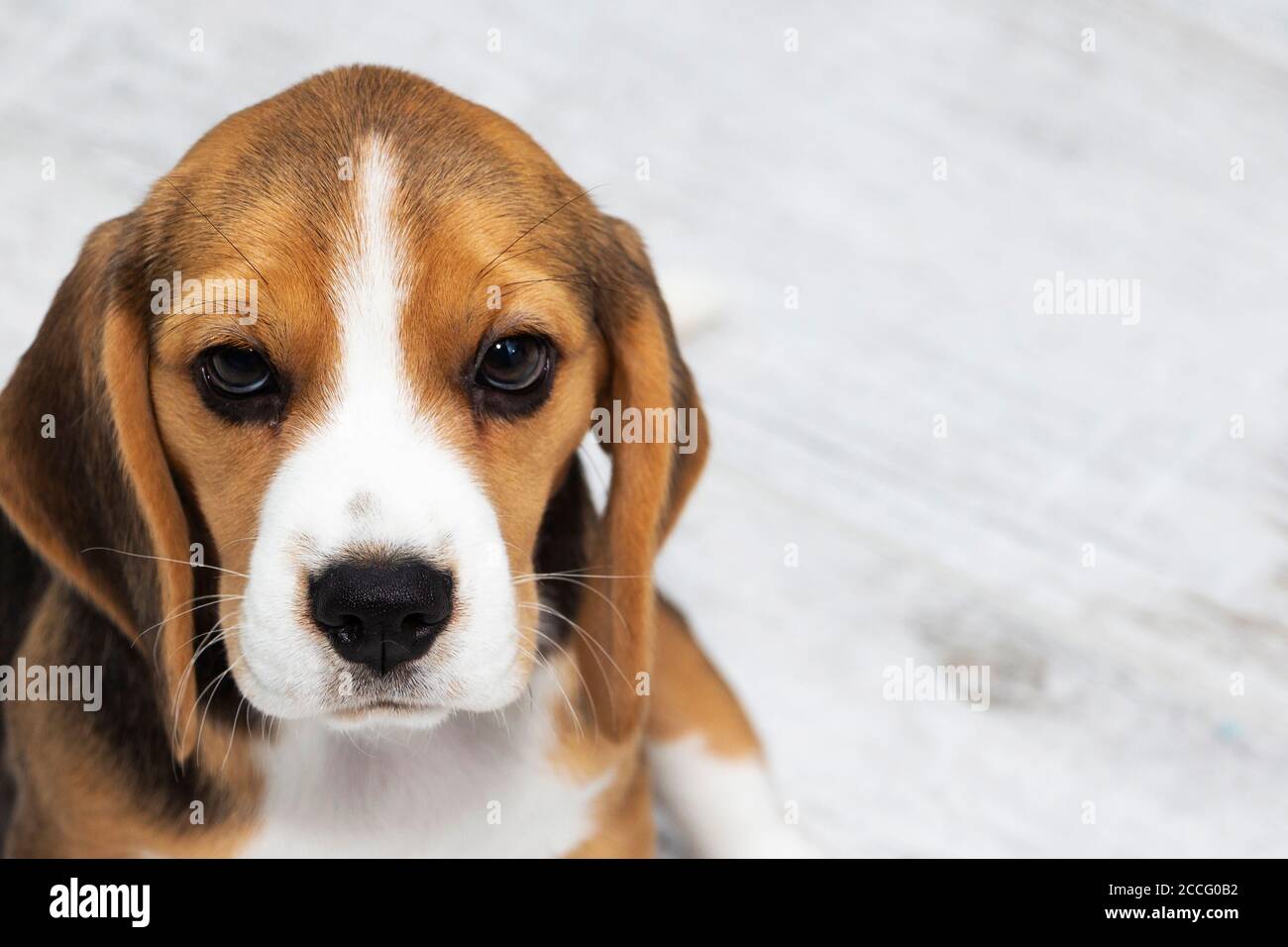 little cute tricolor Beagle puppy, sad look Stock Photo - Alamy
