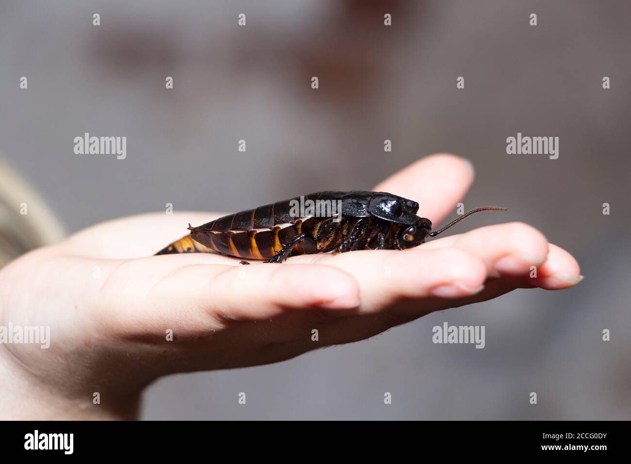 Large cockroach sitting on a person's flat hand, black Stock Photo - Alamy
