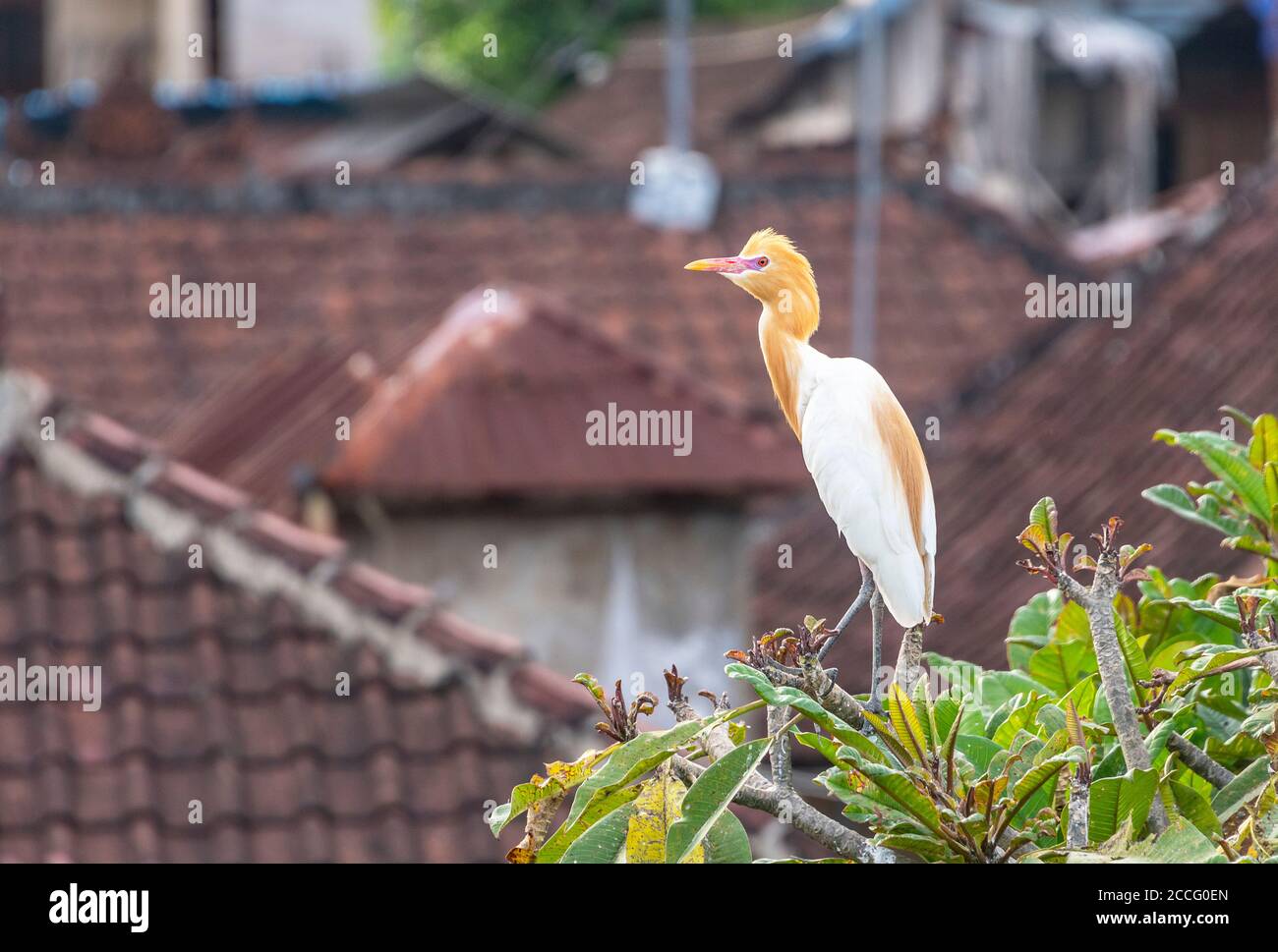Kokokan bird hi-res stock photography and images - Alamy