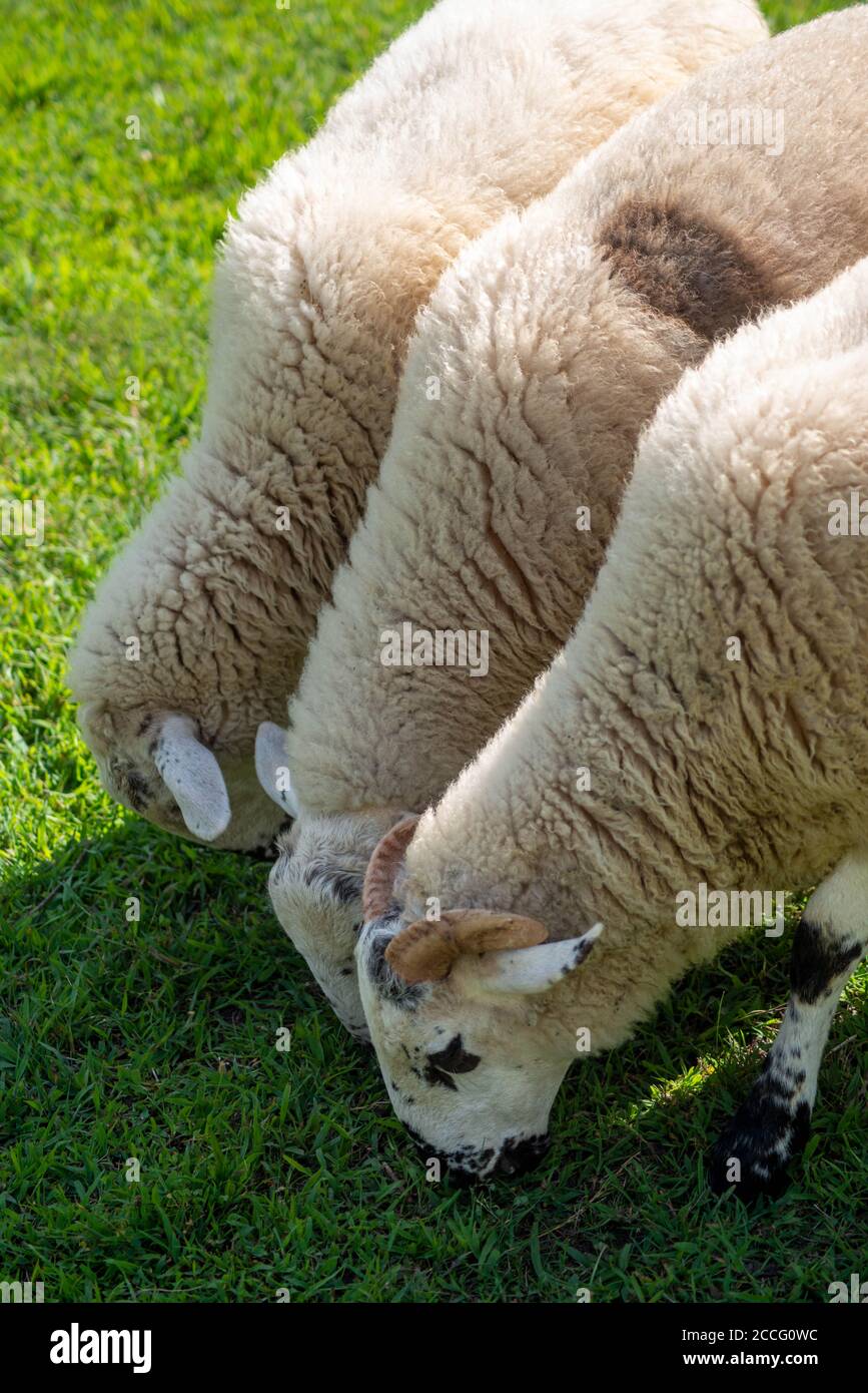 Hungry sheep graze in a row like lawn mowers in green grass. Natural ...