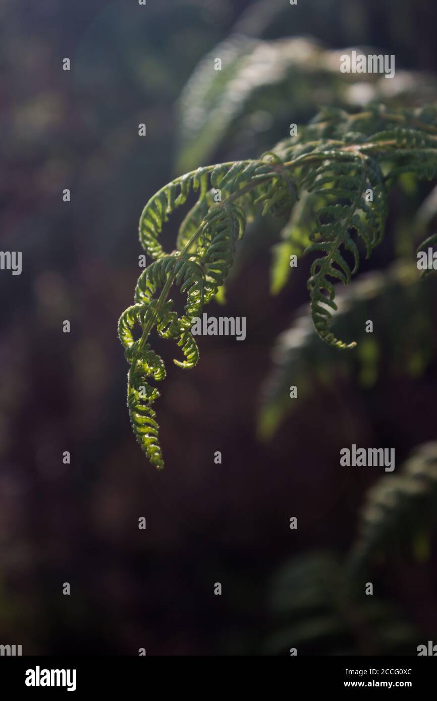 The Backlit fond of a seven week fern against a dark background in a ...