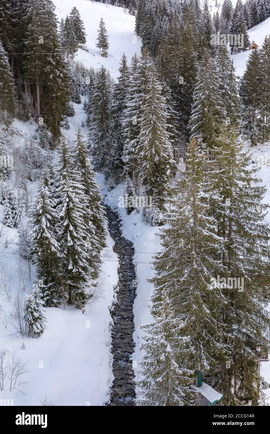 Winter snow covered pine trees and river top view in alpine forest ...