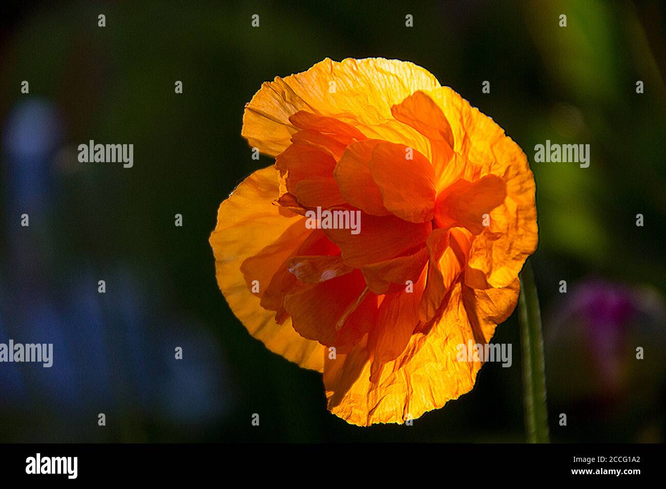 Welsh poppy meconopsis cambrica hi-res stock photography and images - Alamy