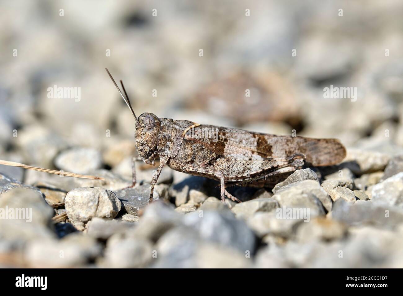 Locust antenna hi-res stock photography and images - Alamy
