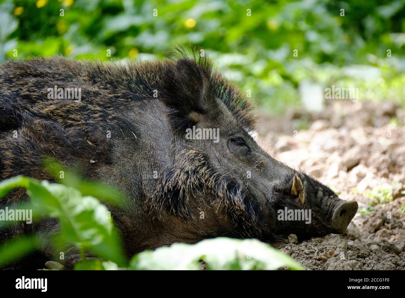 Wild boar, Sus scrofa Stock Photo - Alamy