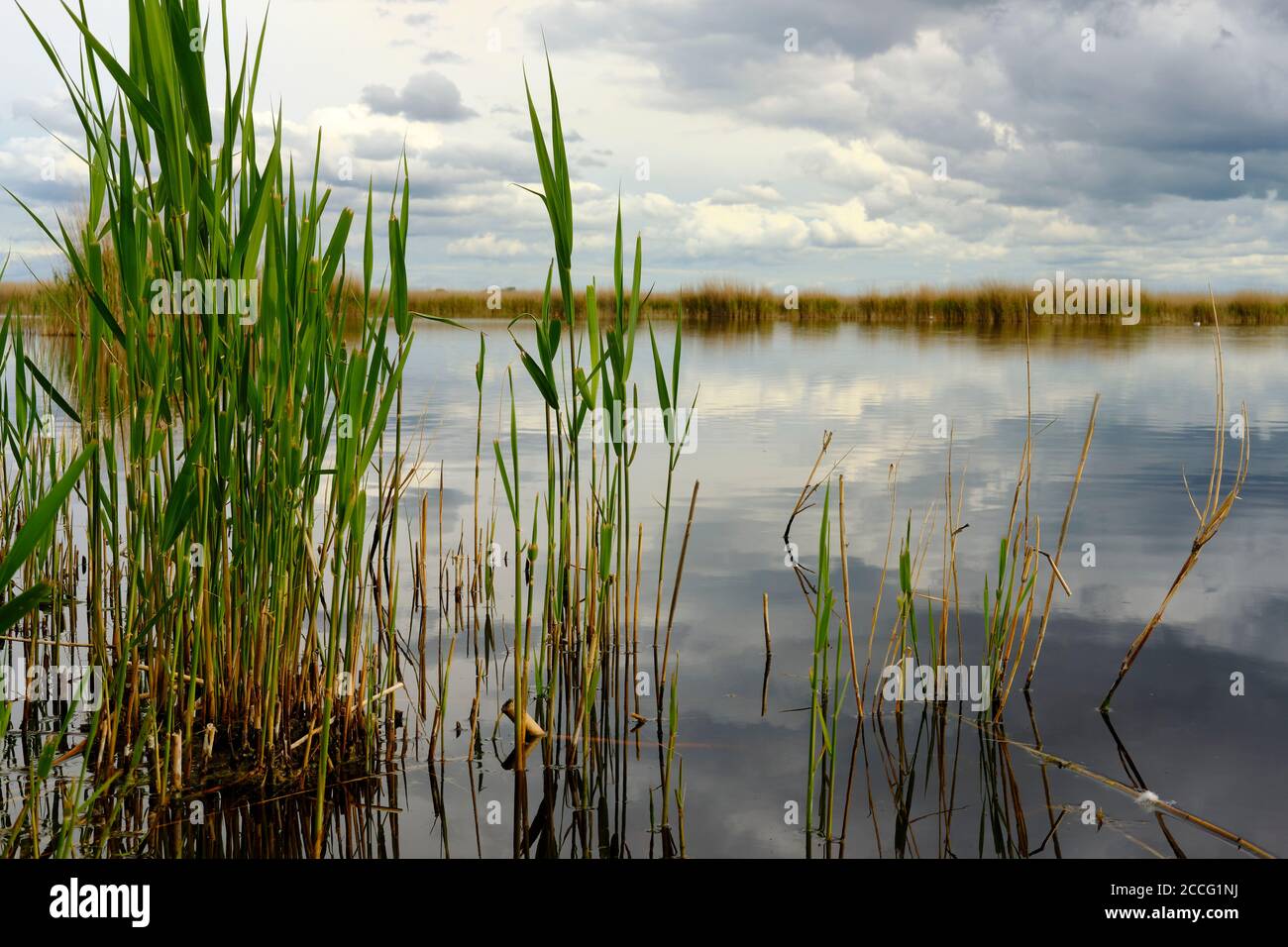 Landscape at Lake Neusiedl near Illmitz in the National Park Neusiedler ...