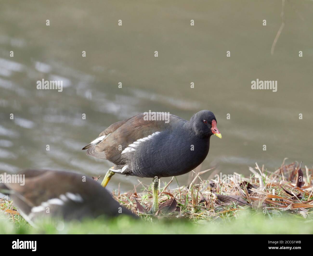 Moor common hi-res stock photography and images - Alamy