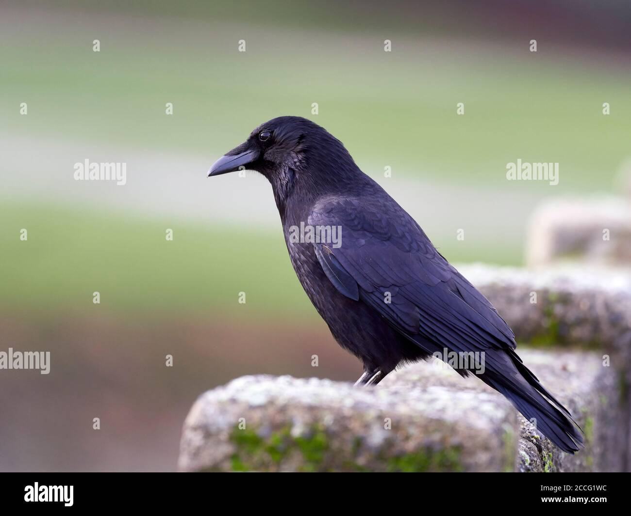 Common raven, Corvus corax Stock Photo - Alamy