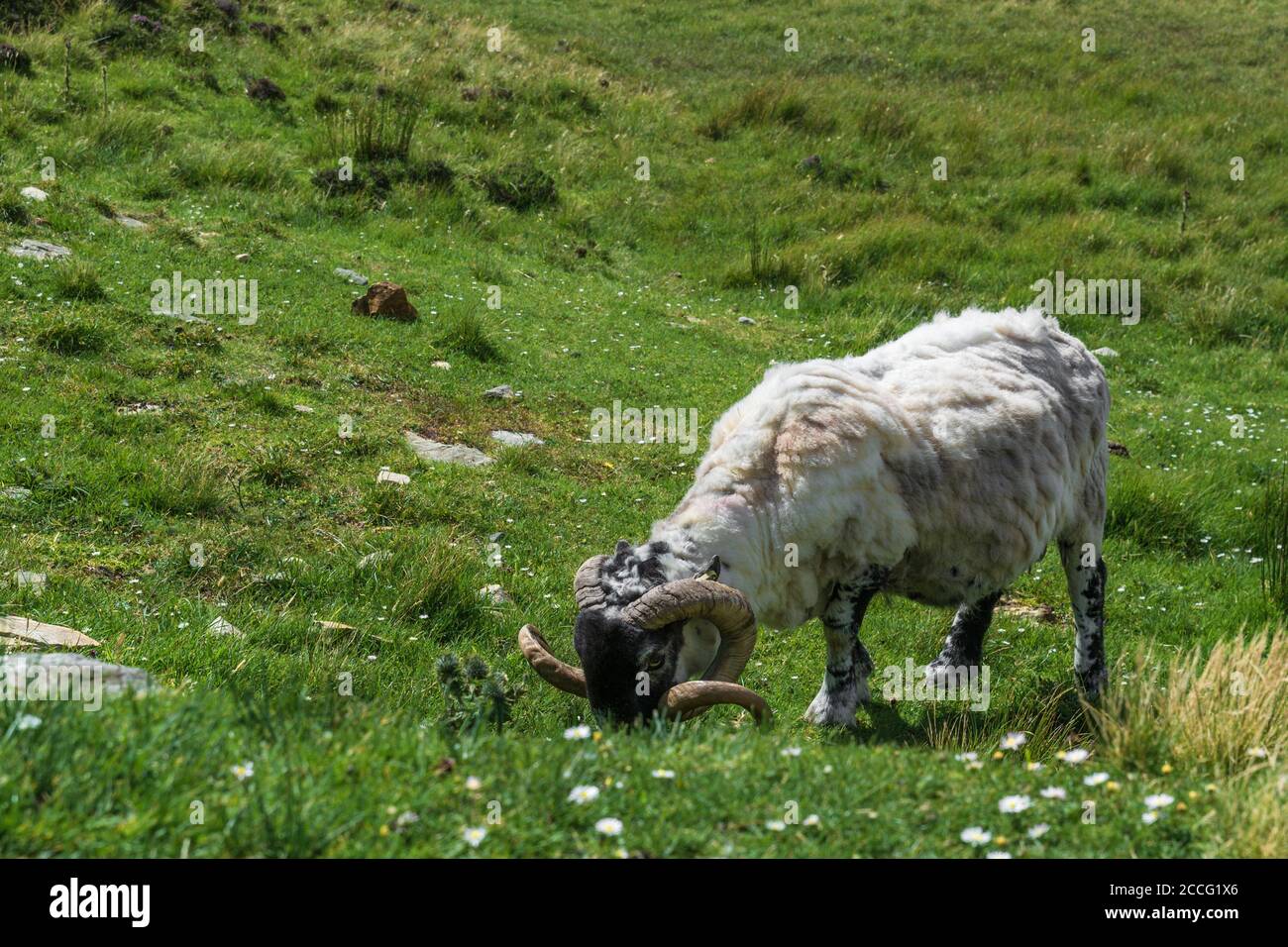 County Donegal Ireland Sheep Near High Resolution Stock Photography and ...