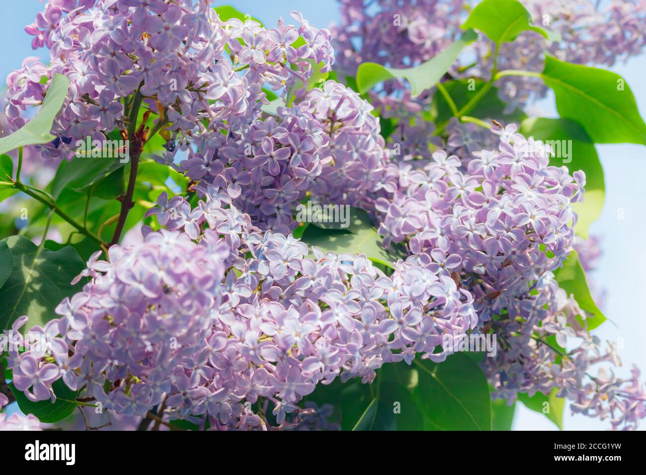 Beautiful lilac tree in garden on blue sky background Stock Photo - Alamy