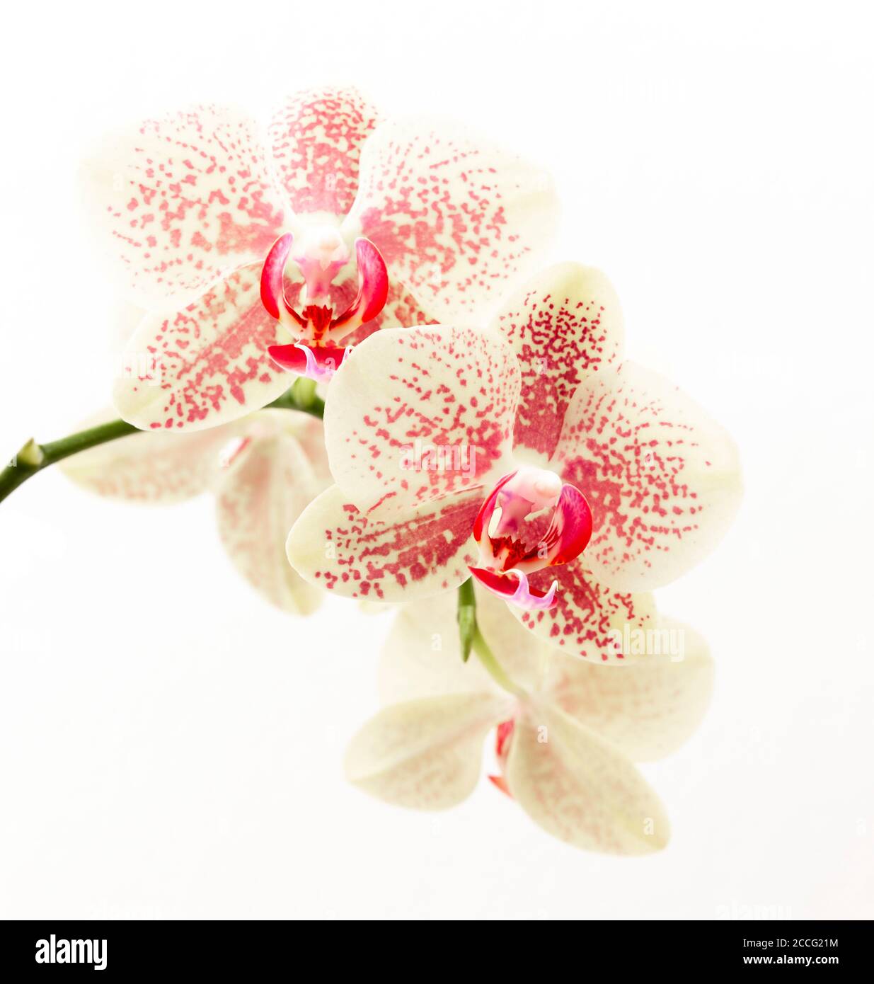 Odour flower hi-res stock photography and images - Alamy