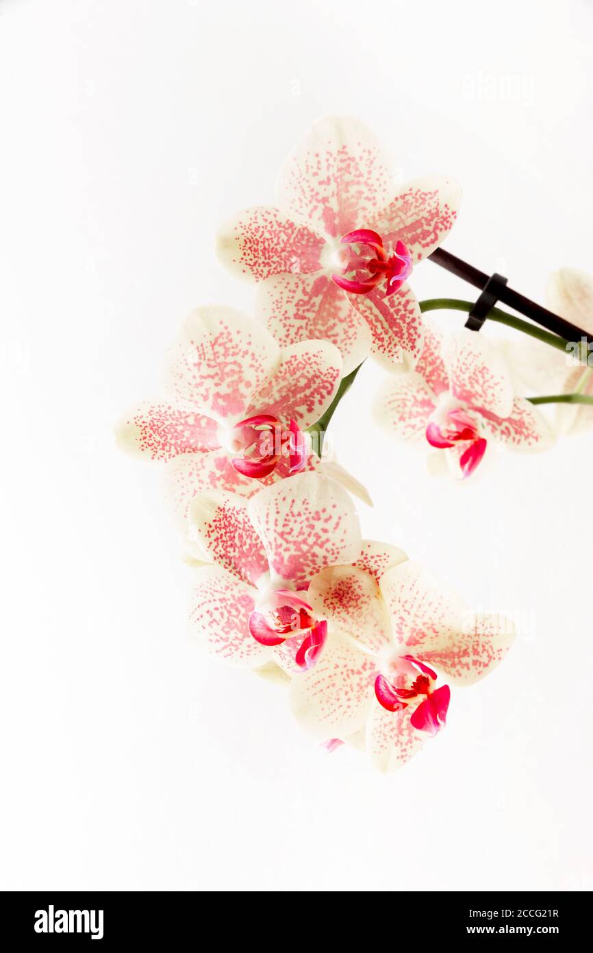 Odour flower hi-res stock photography and images - Alamy