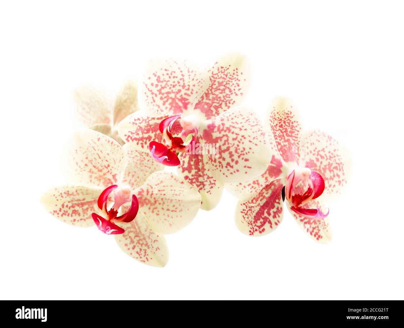 Odour flower hi-res stock photography and images - Alamy