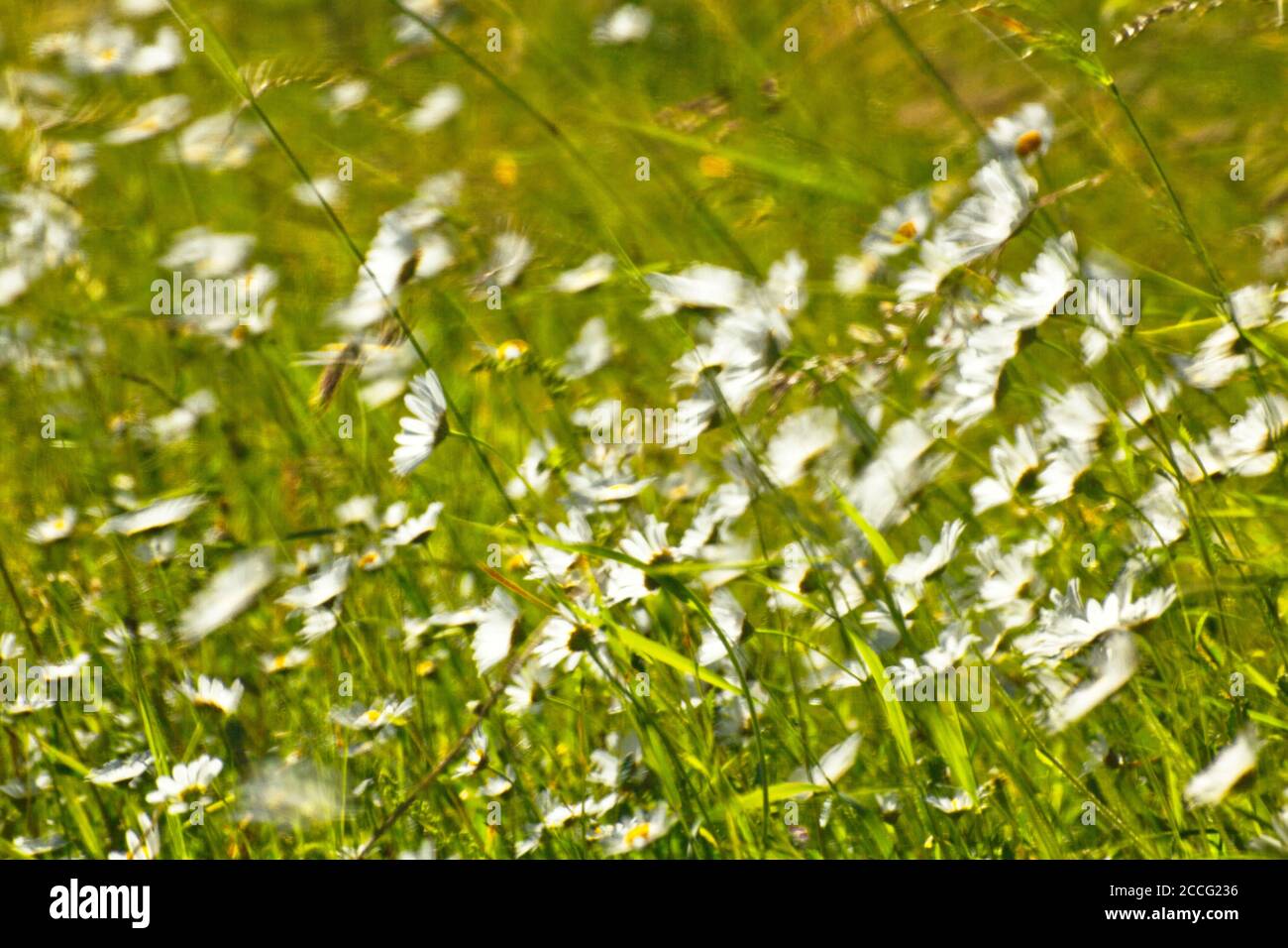 Strong wild flowers hi-res stock photography and images - Alamy