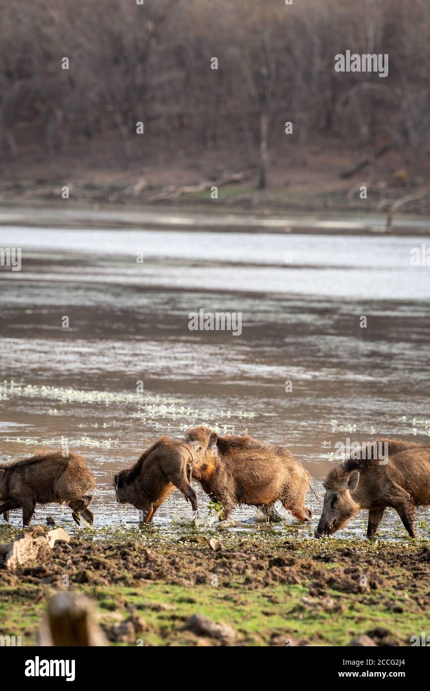 Indian boar or Andamanese or Moupin pig a subspecies of wild boar ...