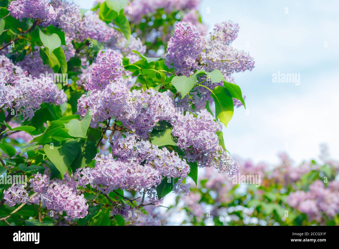 Beautiful lilac tree in garden on blue sky background Stock Photo - Alamy