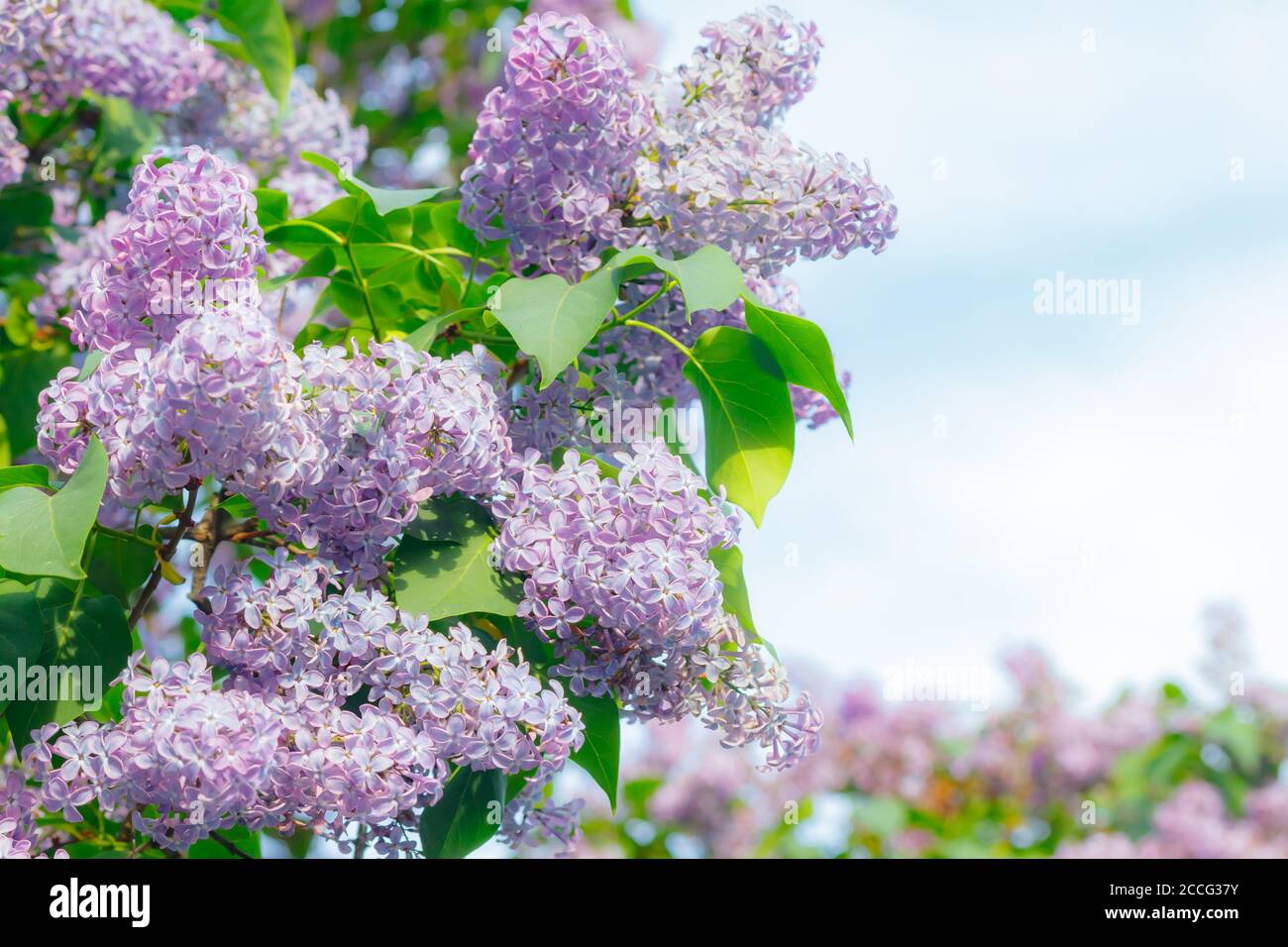 Beautiful lilac tree in garden on blue sky background Stock Photo - Alamy