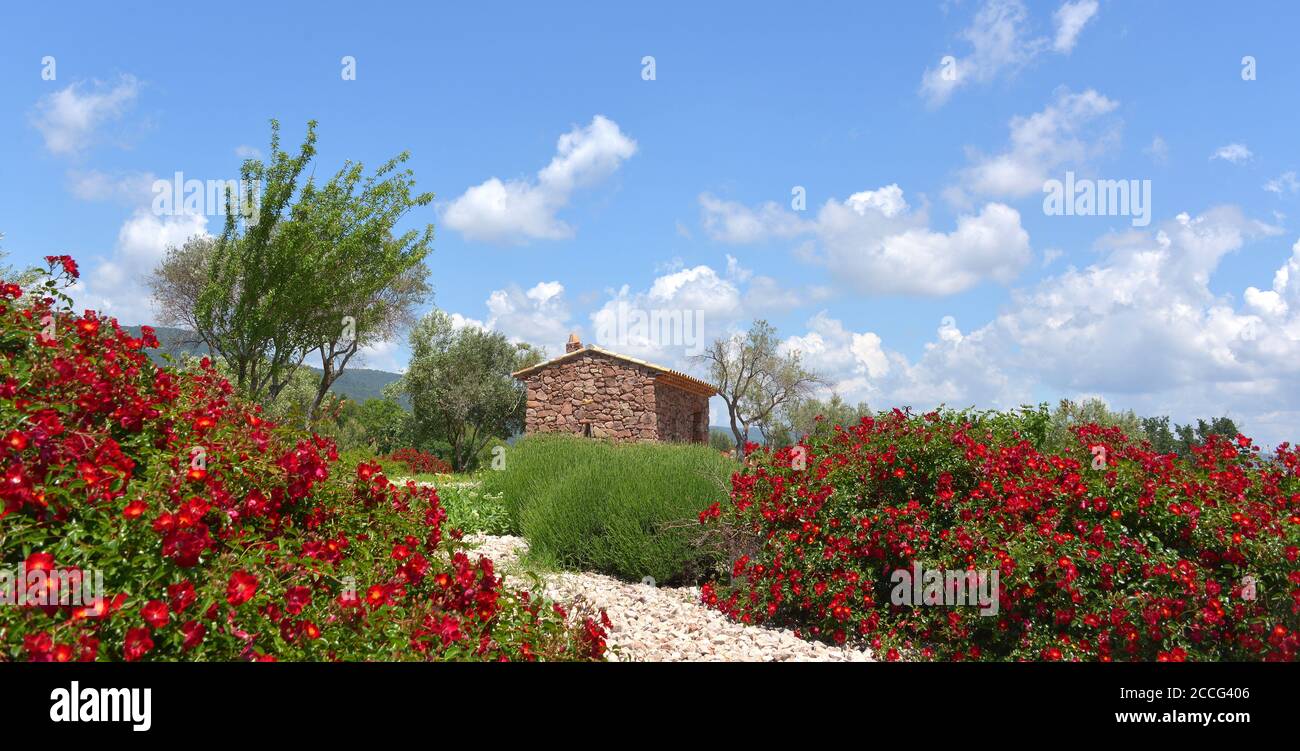 Shed with hole fig tree and olive tree in Provence Stock Photo - Alamy