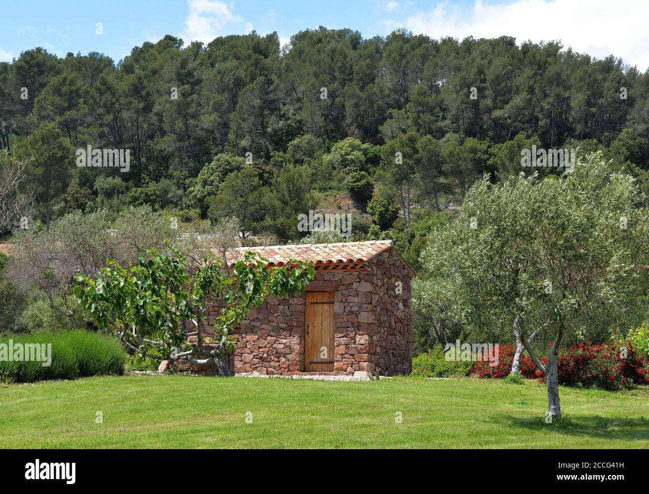 Shed with hole fig tree and olive tree in Provence Stock Photo - Alamy