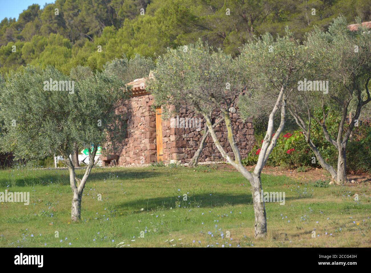 Shed with olive tree in Provence Stock Photo - Alamy