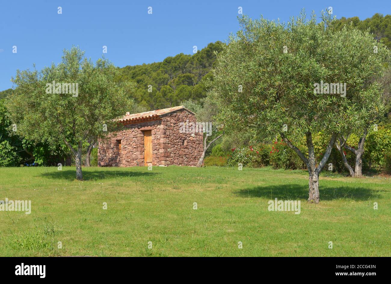 Shed with olive tree in Provence Stock Photo - Alamy
