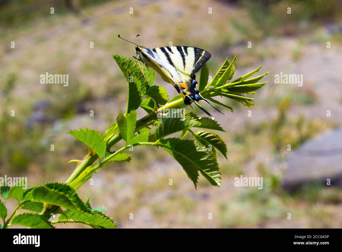 Beautiful swallowtail yellow butterfly. Papilio hospiton, corsican ...