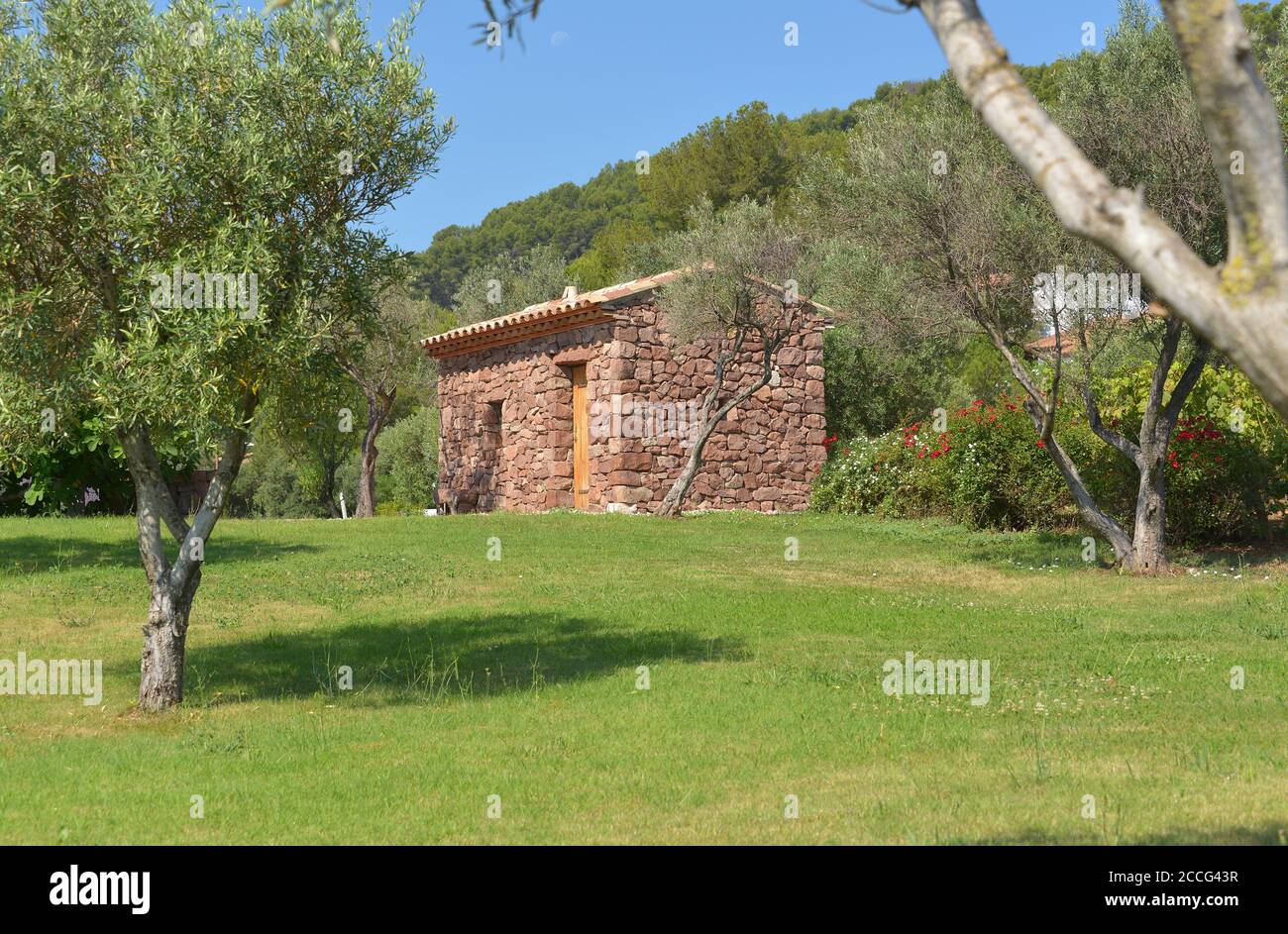 Shed with olive tree in Provence Stock Photo - Alamy