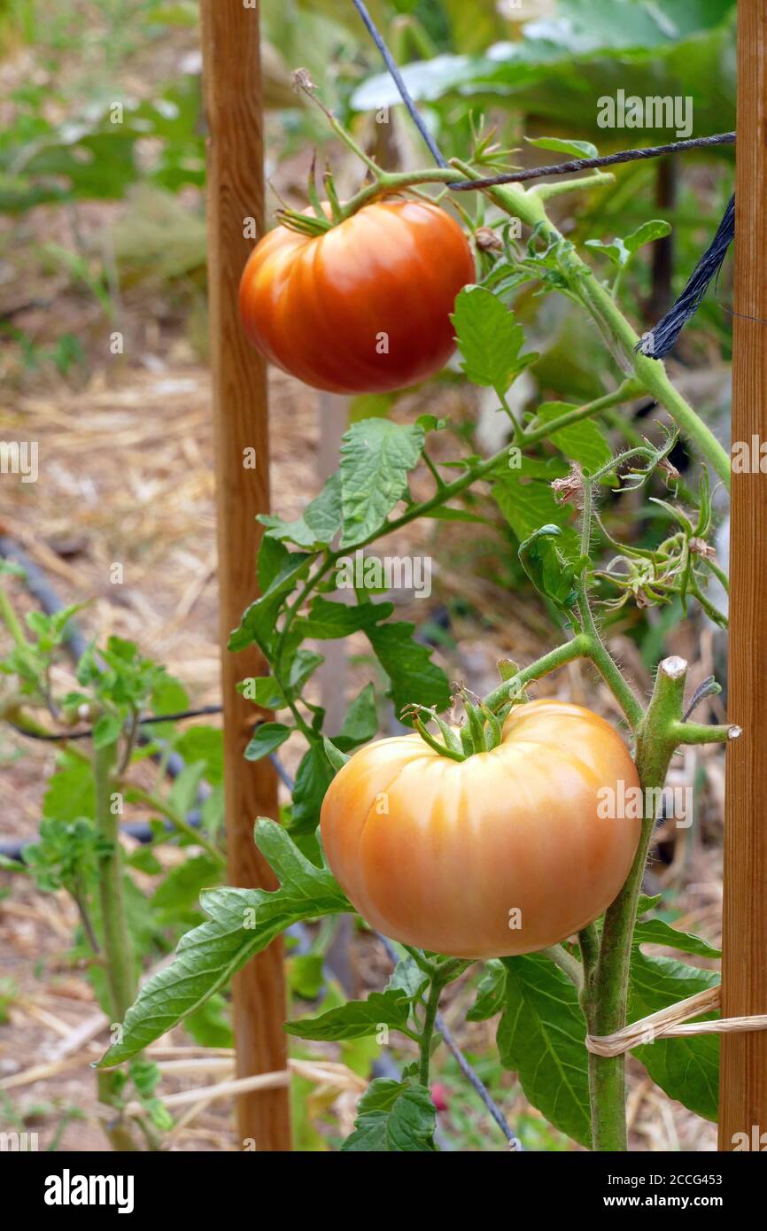 Tomatoes on foot in the vegetable garden in Provence Stock Photo - Alamy