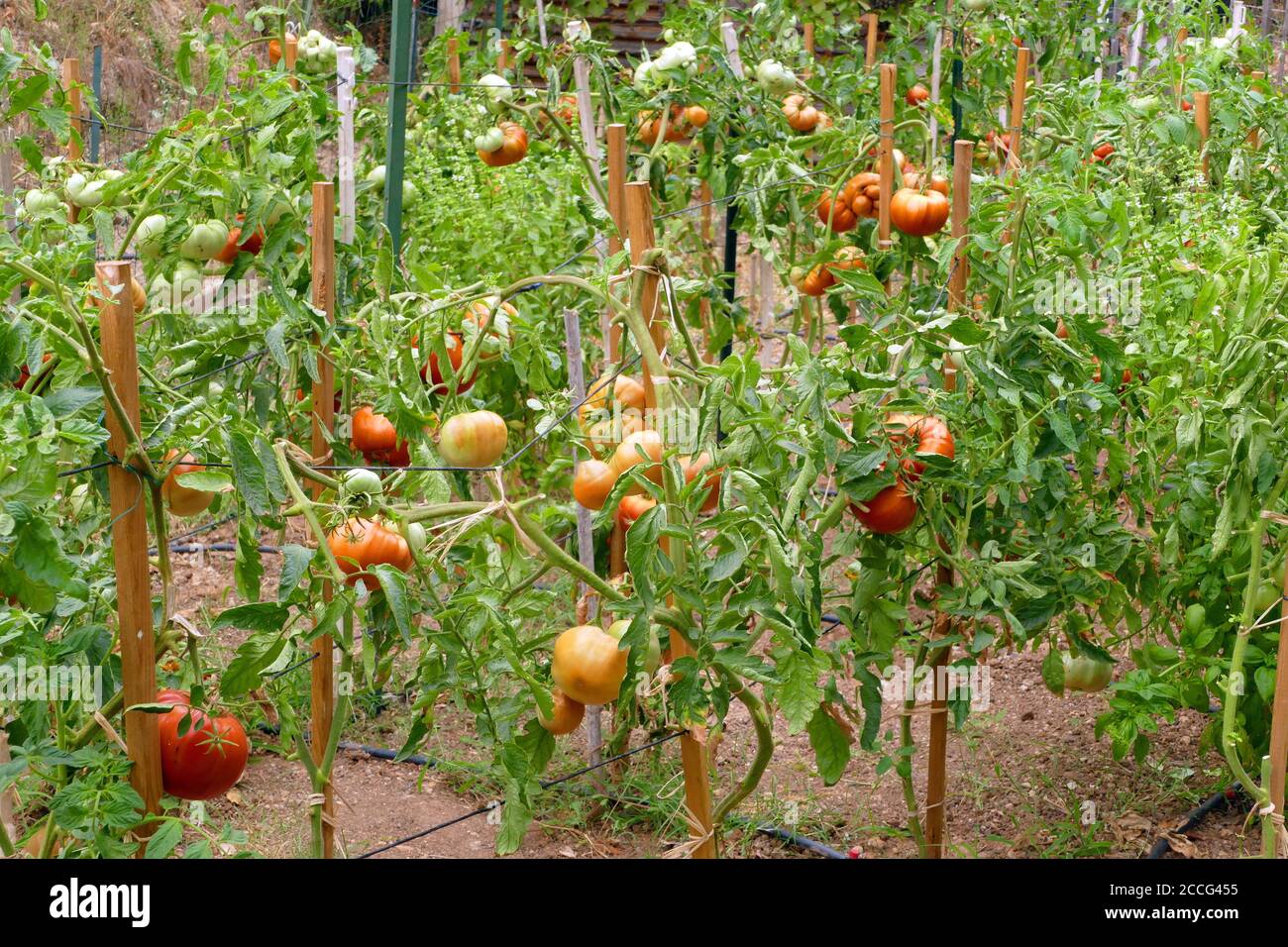 Tomatoes on foot in the vegetable garden in Provence Stock Photo - Alamy