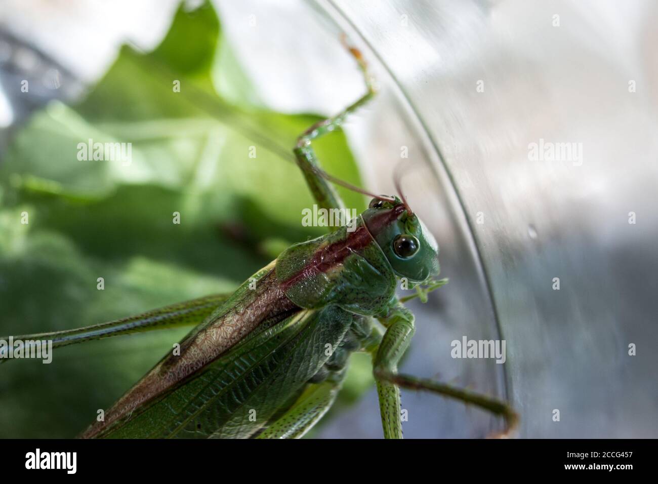 Top view of green grasshopper on the leaf Stock Photo - Alamy