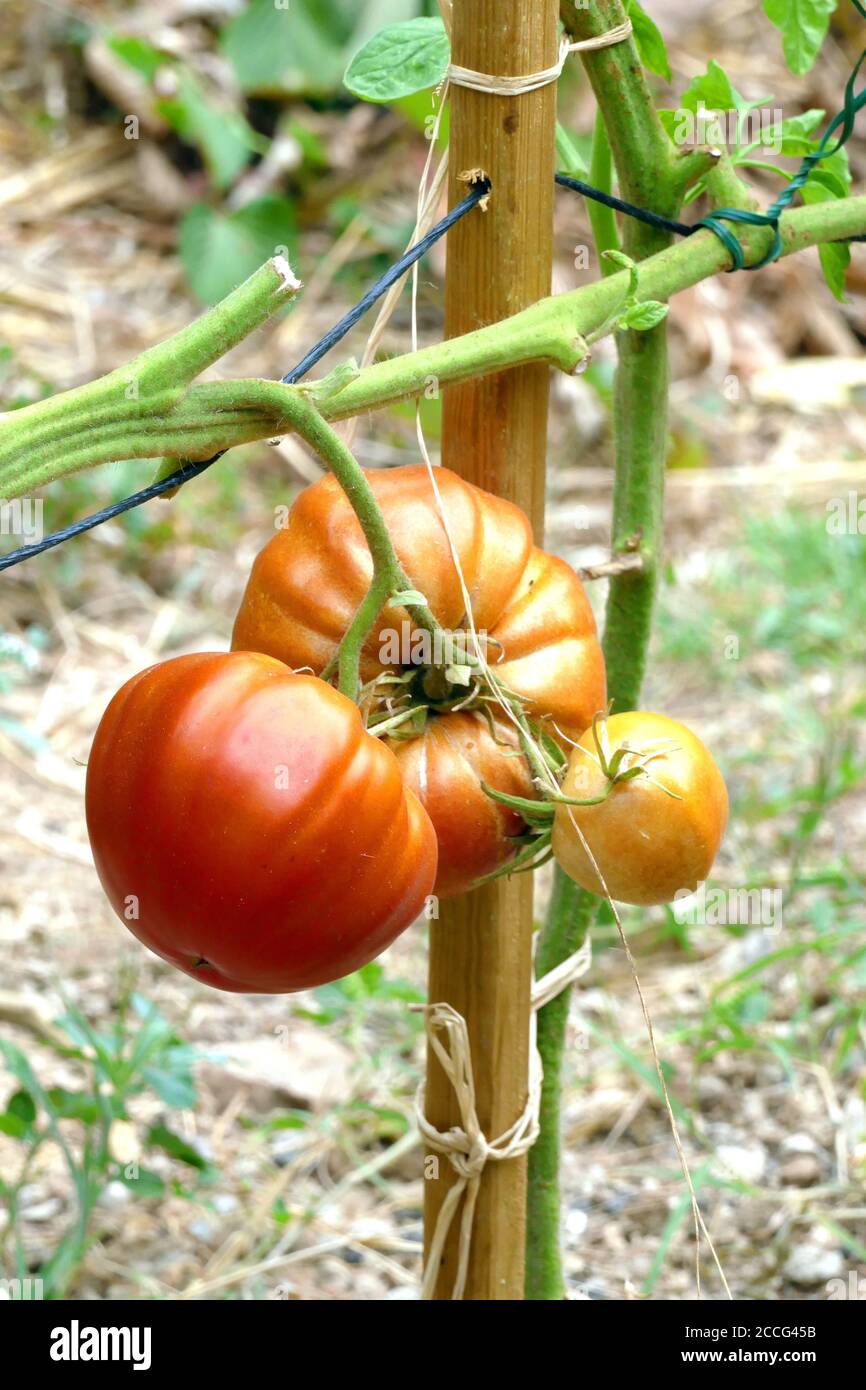 Tomatoes on foot in the vegetable garden in Provence Stock Photo - Alamy