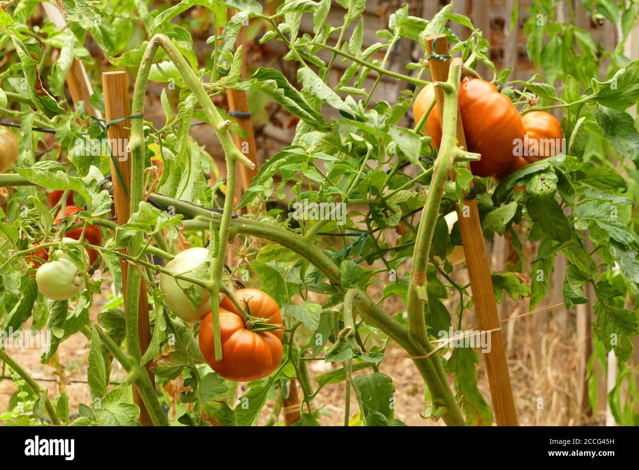 Tomatoes on foot in the vegetable garden in Provence Stock Photo - Alamy
