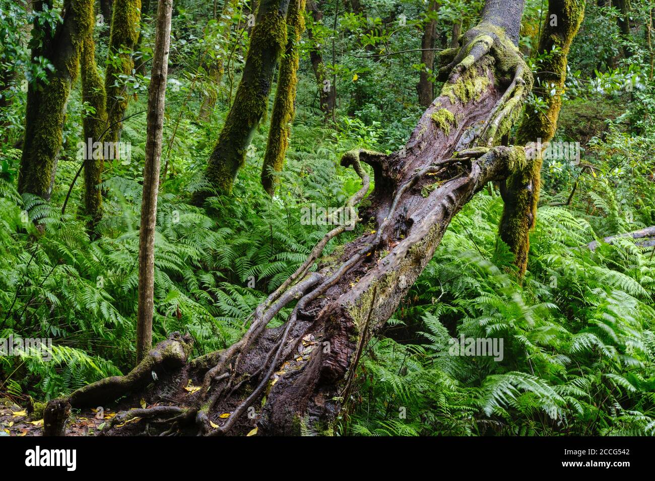 old tree trunk and fern in cloud forest at El Cedro, Garajonay National ...