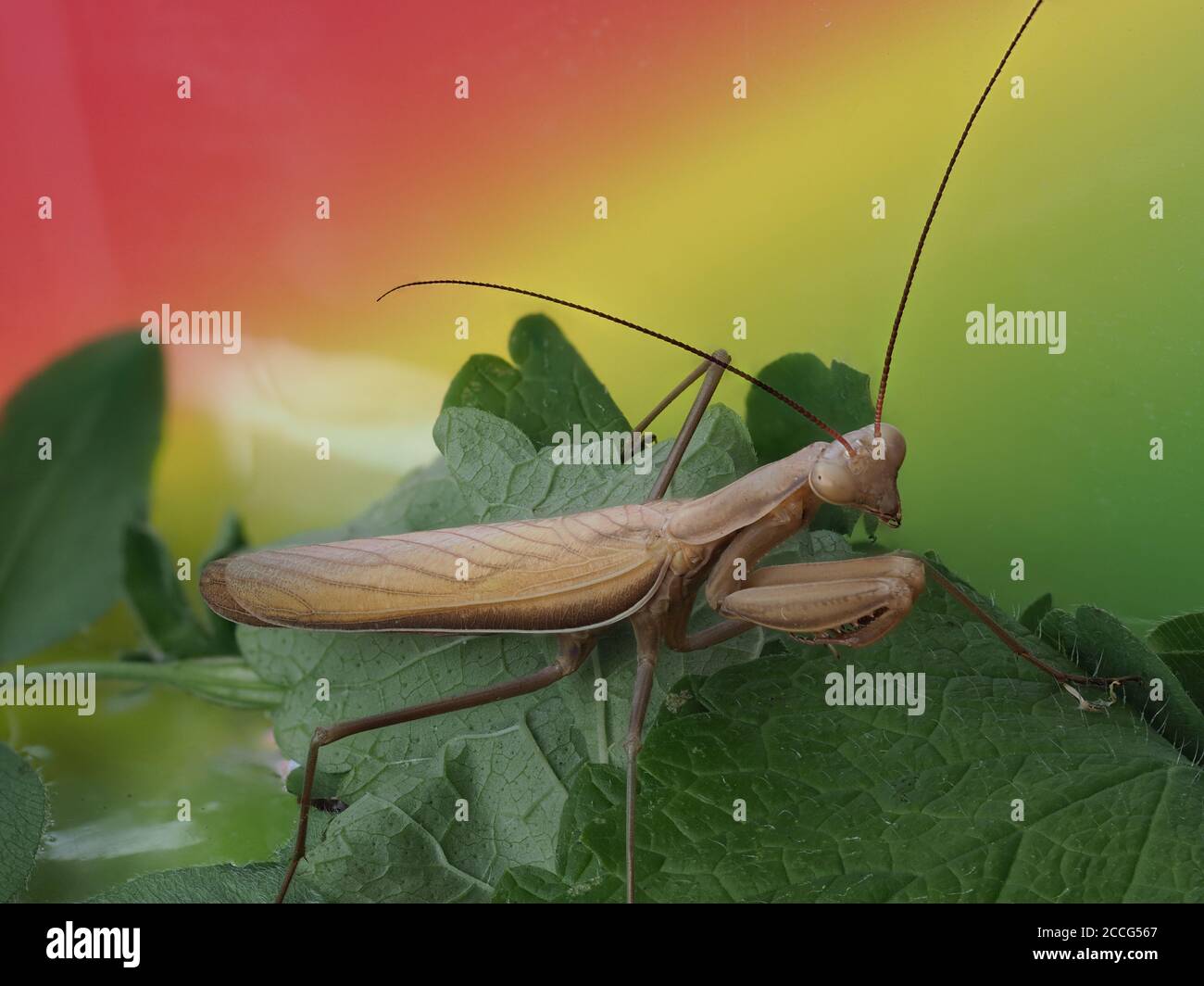Close-up of a brown praying mantis with colourful background Stock ...