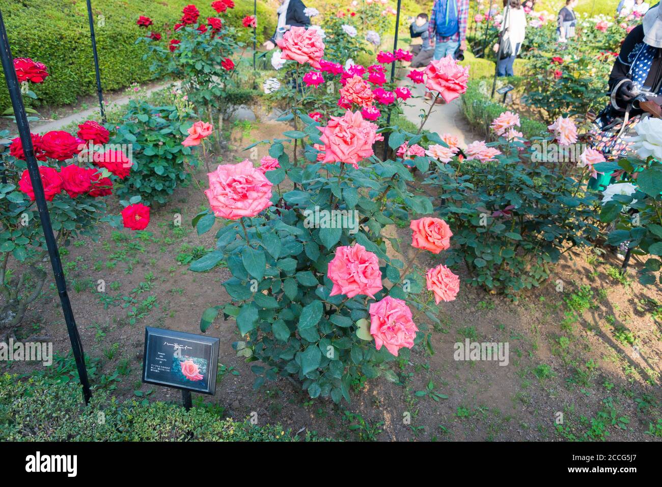 Tokyo, Japan - Rose Flower (Harmonie) at Kyu-Furukawa Gardens in Tokyo ...