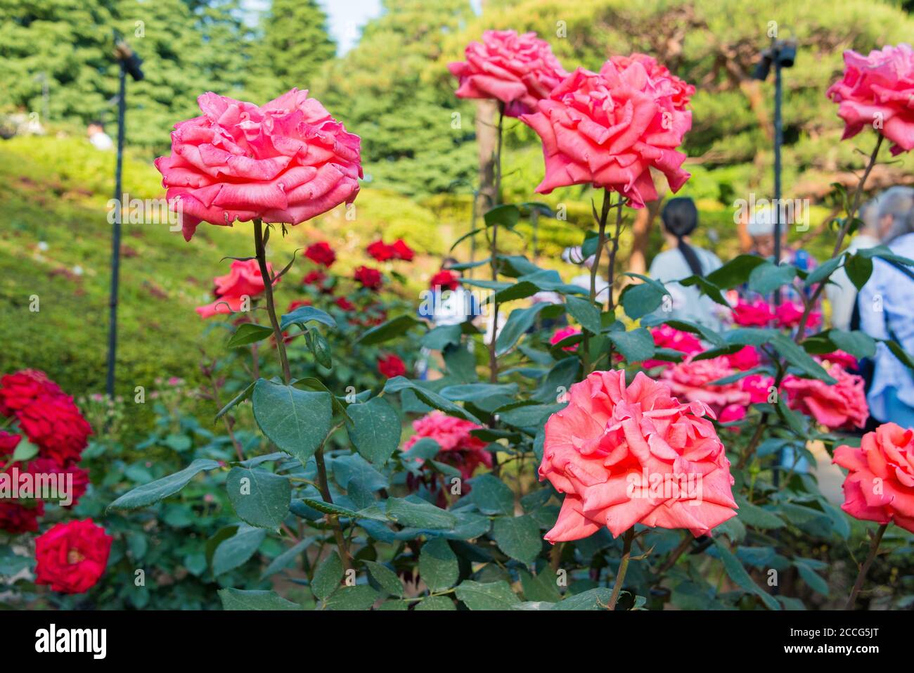Tokyo, Japan - Rose Flower (Harmonie) at Kyu-Furukawa Gardens in Tokyo ...