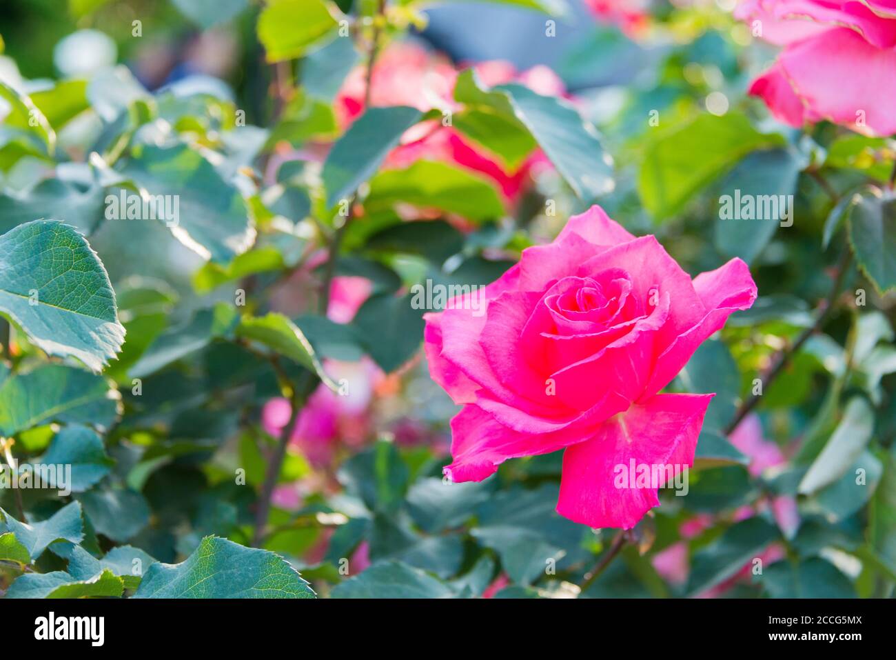 Tokyo, Japan - Rose Flower (Hojun) at Kyu-Furukawa Gardens in Tokyo ...