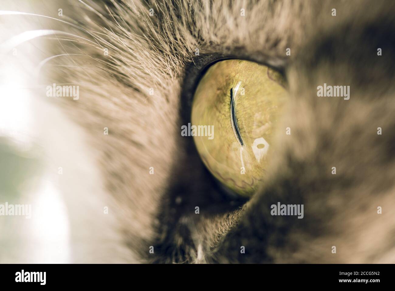 Face eye closeup hi-res stock photography and images - Alamy